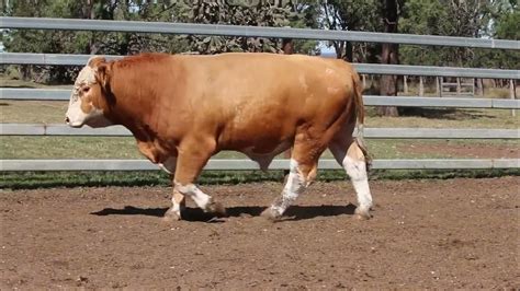 Lot 14 Meldon Park T166 P Youtube