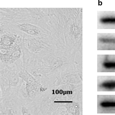 Embryonic Stem Cells Esc Isolated From Sd Rats A A Representative