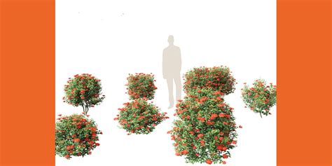 Ixora Taiwanensis Dwarf Ixora Plant Superhive Formerly Blender Market