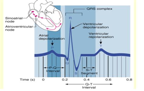 A P Part Review Revisited Lecture Past Questions Flashcards Quizlet