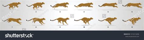 Run Cycle Animation Sequence Animation Frames Stock Vector Royalty Free Shutterstock