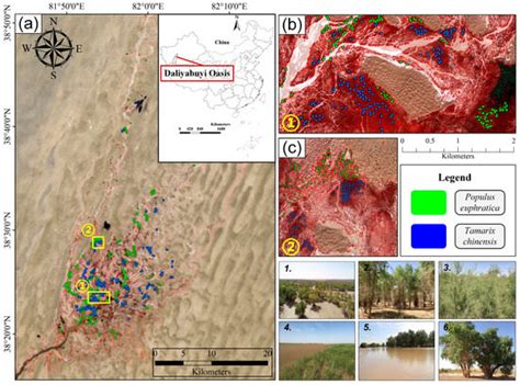 Forests Free Full Text Using Sentinel 2 Images To Map The Populus Euphratica Distribution