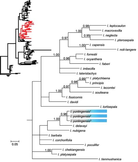 Partial Bayesian Consensus Phylogram Based On Atpb Rbcl Sequences