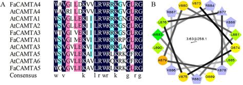 Strawberry Calmodulin Binding Transcription Activators Facamtas Are Download Scientific