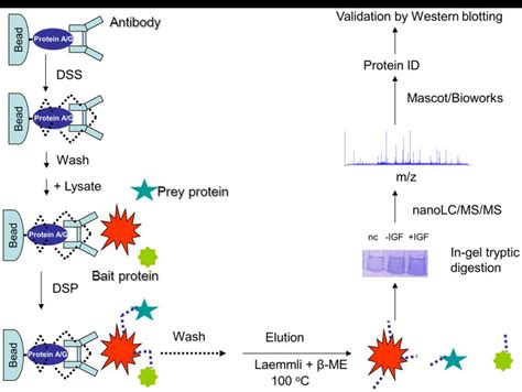Co Immunoprecipitation Co Ipms Creative Diagnostics Co Immunoprecipitation Co Ipms Creative Diagnostics