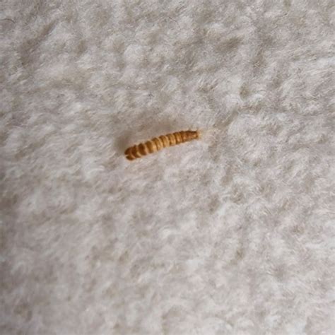 Szőnyeg Bogár Megjelenése Szőnyeg Bogár Csípés Képek • Agrio Hu