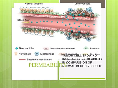 Effective Permeation And Retention Effect [epr Effect Pptx