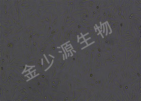 Kgn细胞 人卵巢颗粒细胞金少源上海生物科技有限公司