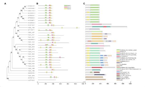 Phylogenetic Relationships Conserved Protein Motifs And Conserved Download Scientific