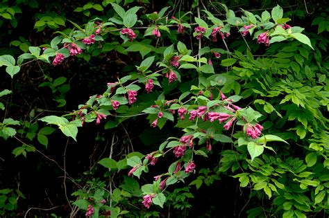 ブログ 日本の固有植物 ヤブウツギYabuutsugi