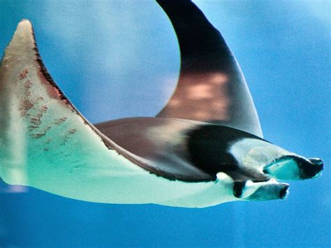 The Devil Ray Fish Coastal Angler And The Angler Magazine