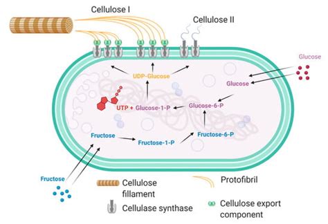 Polymers Free Full Text Recent Advances And Applications Of Bacterial Cellulose In Biomedicine