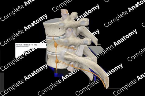 Anulus Fibrosus T5 T6 Complete Anatomy