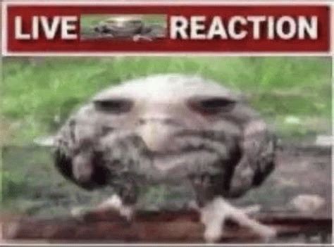 Live Reaction Meme Live Reaction Discover And Share S