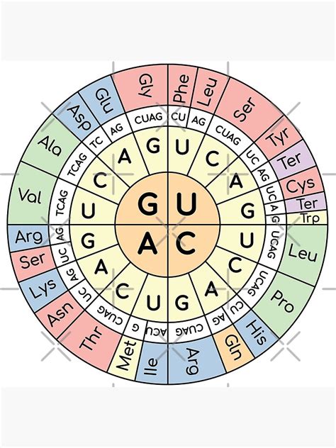 Codon Chart Genetic Code Premium Matte Vertical Poster Sold By Marshall Islands Passive Lissa