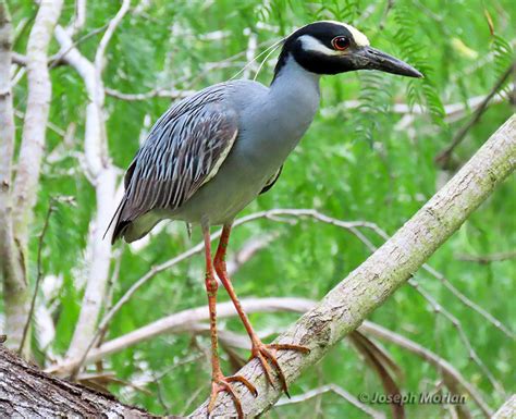 Yellow Crowned Night Heron Birdforum