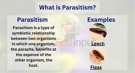 Parasitism Examples Tapeworms