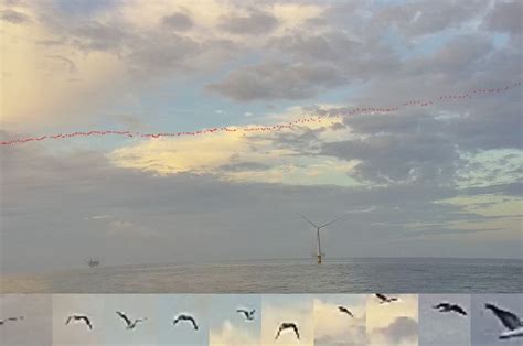 Birdmonitoring Offshorewind Ai Biodiversity Environmentalimpact… Spoor