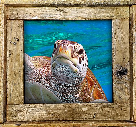 Turtle Head Abstract Image
