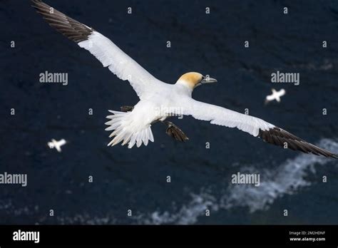 Northern Gannets Morus Bassanus In Flight Soaring Over Water Of The