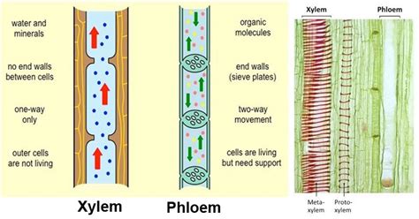Differences Between Xylem And Phloem Xylem Vs Phloem Tissue