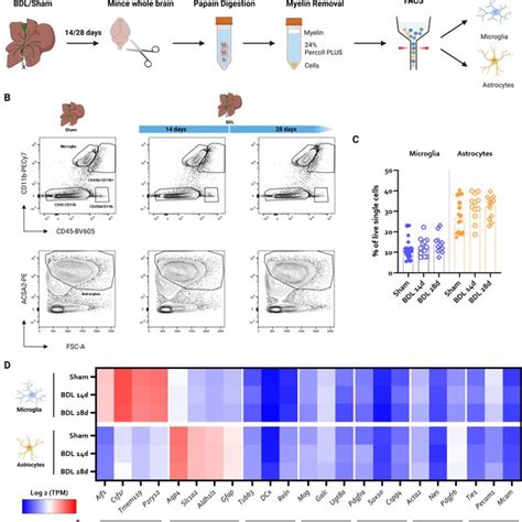 Isolation Of Astrocytes And Microglia Using Facs Yields Enriched Download Scientific Diagram