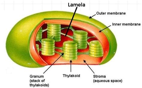 ТЕМА 12 ХЛОРОПЛАСТИ Biology Биология Біологія
