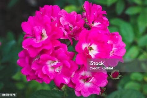 아름 다운 피는 장미 부시 꽃다발 핑크 장미 꽃 배경의 닫습니다 가시에 대한 스톡 사진 및 기타 이미지 가시 가을 꽃 나무 Istock