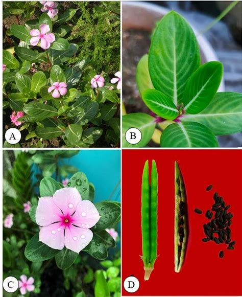 Catharanthus Roseus L Don Download Scientific Diagram