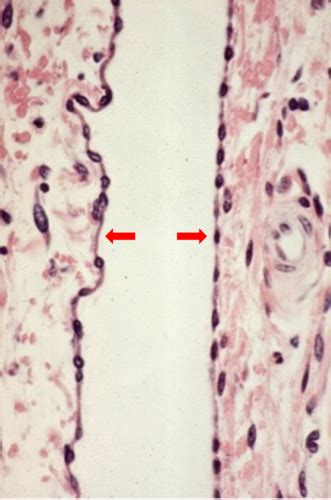 Epithelium And Connective Tissue Flashcards Quizlet