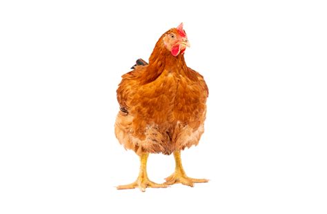 Sasso Breeding Program Europe Sasso Poultry