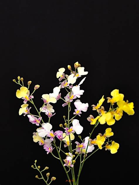 KOTA Photo オンシジウム ピンク 九州大田花き