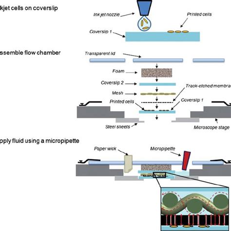 Schematic Of A Cell Arraying B Assembly Of The Microfluidic Download Scientific Diagram