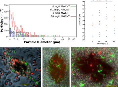 Agglomeration Of Mwcnts And Their Colonization Top Left Particle Size Download Scientific