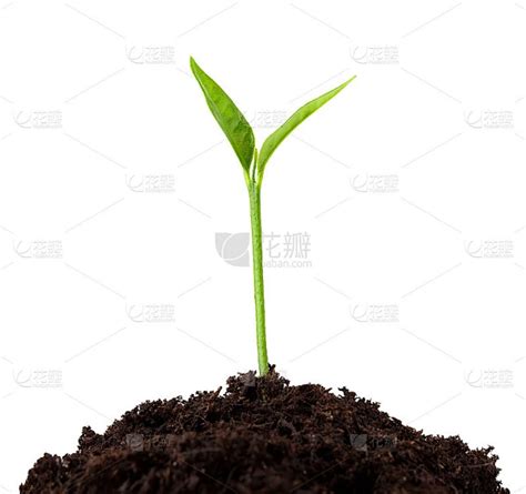 从土壤中生长的幼苗，芽孤立在白色背景，修剪路径素材 花瓣网