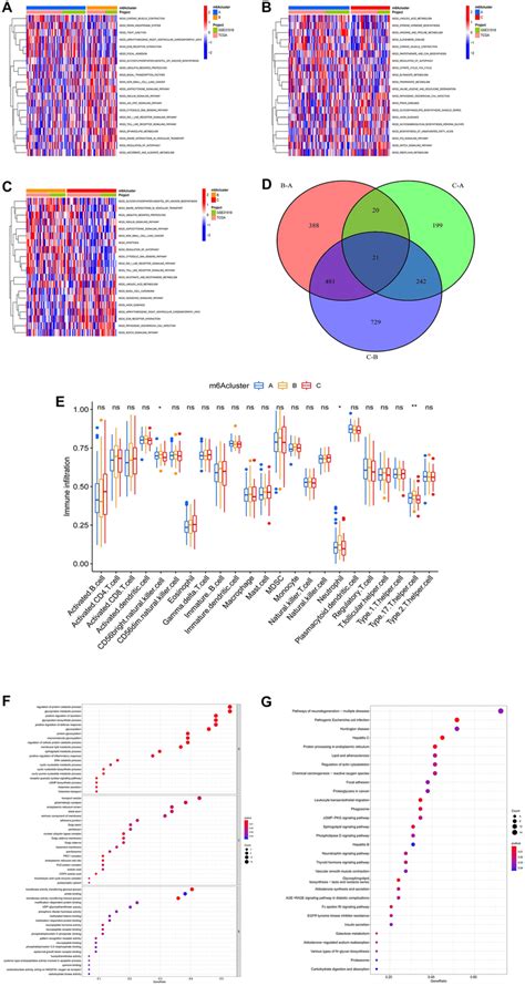 The Results Of Gsva Ac Showed The Differentially Expressed Pathways