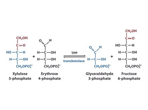 Hexose Monophosphate Shunt Pathway Hmp Pathway Ppt