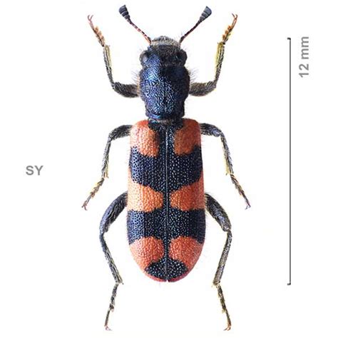 Trichodes Ivo Jeniš