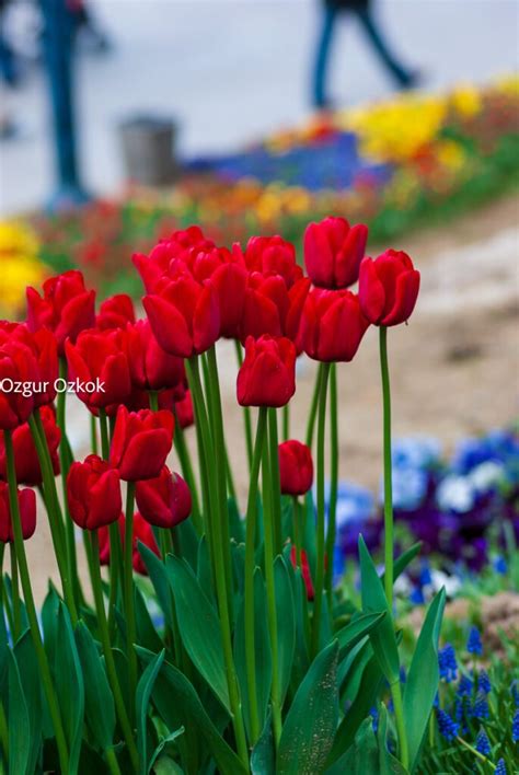 Spring Love In Istanbul Özgür Özkök