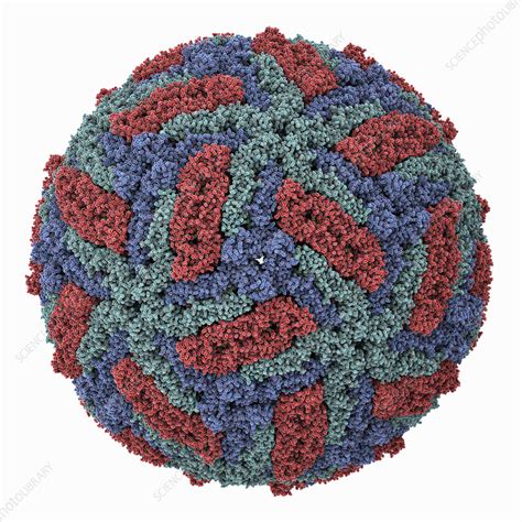 Tick Borne Encephalitis Virus Kuutsalo 14 Molecular Model Stock