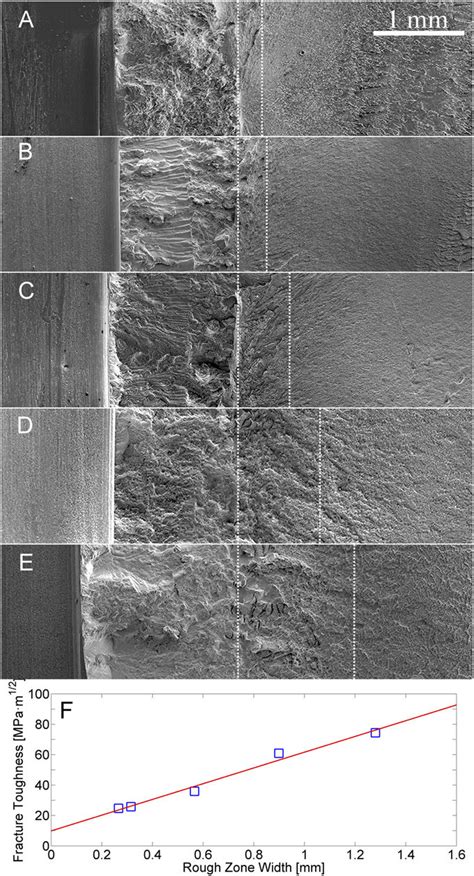 Scanning Electron Micrographs Of The Fracture Surfaces From Fractured Download Scientific