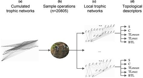 Comparison Of Size‐structured And Species‐level Trophic Networks Reveals Antagonistic Effects Of