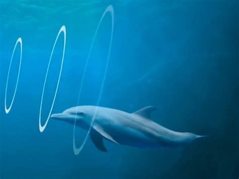 Bottlenose Dolphins Sonar Is More Advanced Than Scientists Thought