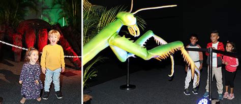 the big bug expo johannesburg 2023 events in gauteng