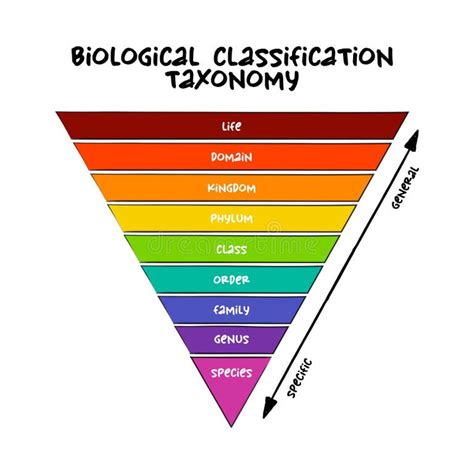 Classification Taxonomy Stock Illustrations 631 Classification