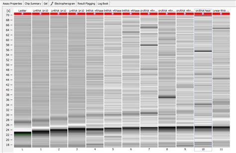 Low Signal And No Ladder With Rna Pico 6000 Kit Forum Automated Electrophoresis Agilent