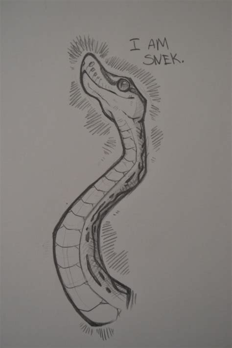Ball Python Drawing At PaintingValley Com Explore Collection Of Ball Python Drawing
