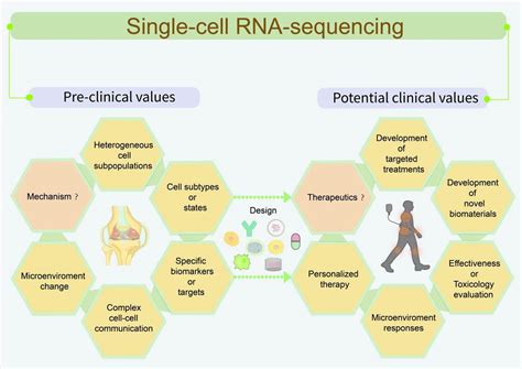我院苏佳灿教授团队在生物学一区期刊《cell Proliferation》上发表了关于单细胞rna测序技术在骨关节炎运用的综述 上海大学转化医学研究院