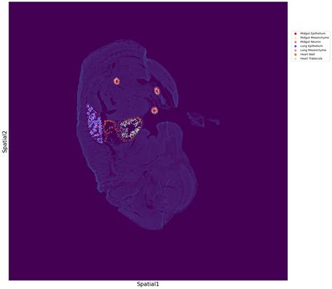 Visualization Of Nanostring Dsp Subtissues — Soapy 101 Documentation