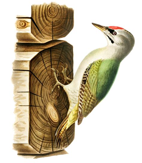 딱따구리 새 회색 머리 얼굴 Pixabay의 무료 이미지